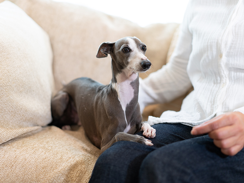 Pet keeper responsibility | Petlog