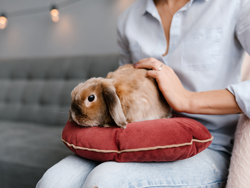 Pet keeper responsibility | Petlog