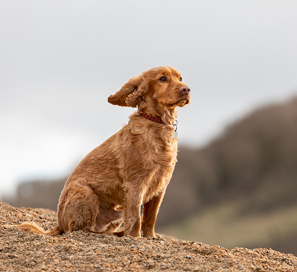 Welcome to the Petlog website | Petlog