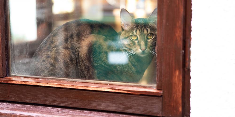 Helpful Pet Articles | Petlog