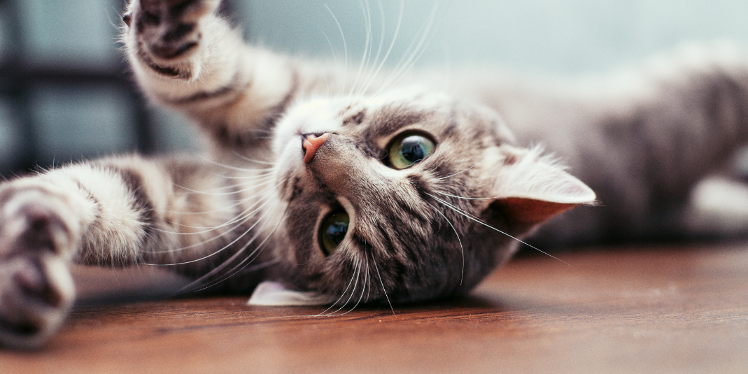 Welcome to the Petlog website | Petlog